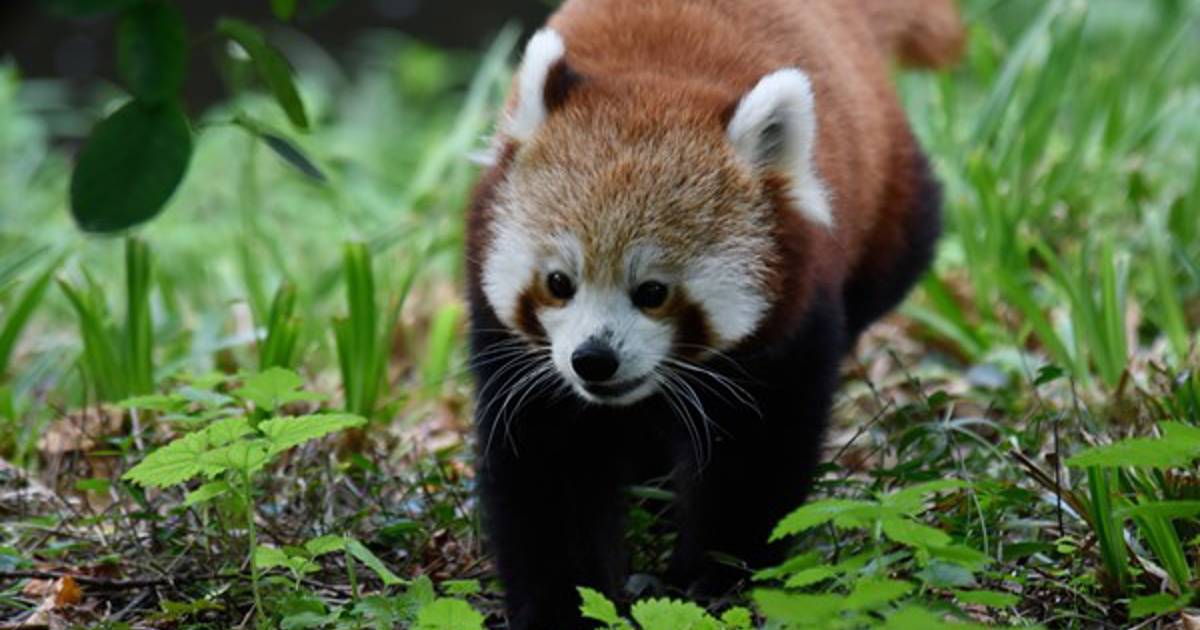 ONTDEK HET NIEUWE HIMALAYAGEBIED IN DIERGAARDE BLIJDORP - Uitagenda ...