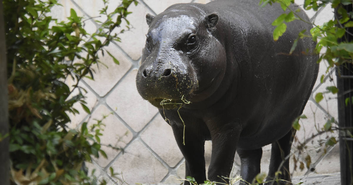 Natuurbehoudsfestival in Diergaarde Blijdorp - Uitagenda Rotterdam